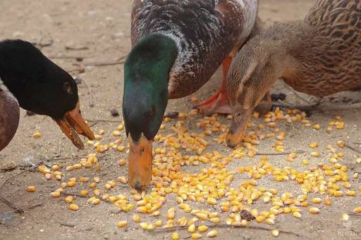Can Ducks Eat Onions? Unveiling the Truth About Ducks' Dietary Habits