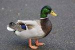 Understanding the Egg-Laying Cycle of Ducks: Everything You Need to Know