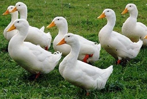 The Ultimate Guide to Understanding the Lifespan of Ducks: How Long Do ...