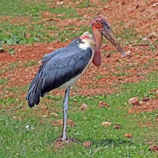 The Marvelous Marabou Bird: A Comprehensive Guide to Nature's Unique ...