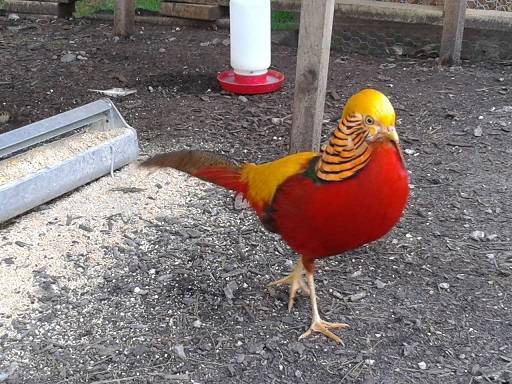 The Red Golden Pheasant: A Stunning Avian Beauty in Nature's Palette