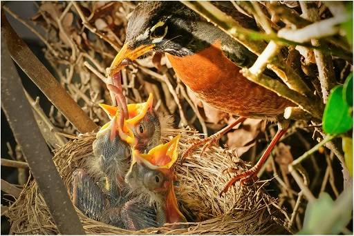 Comprehensive Guide on What to Feed a Baby Bird Without Feathers