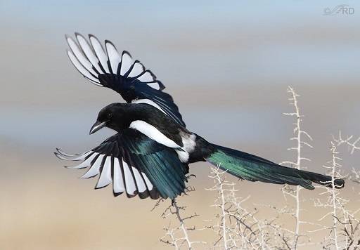Feathered Marauders: Intricate Relationship Between Magpies and Other Birds
