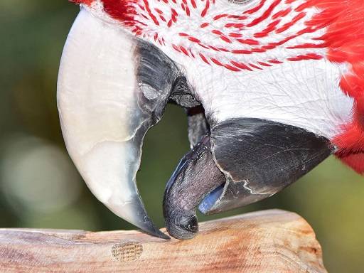 The Enigma of Parrot Dentition: Unveiling the Mystery of Parrot "Teeth"