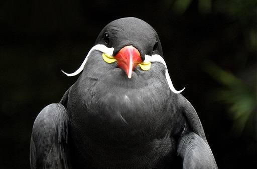 The Fascinating World of Birds With Mustaches: Unveiling the Charisma ...