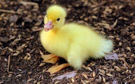 The Comprehensive Guide to Duck Grit: Understanding, Benefits, and Best ...