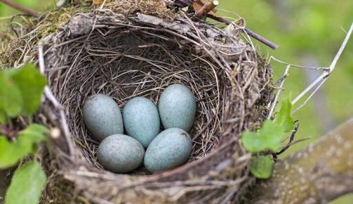 A Gentle Guide: How to Relocate a Bird's Nest with Eggs