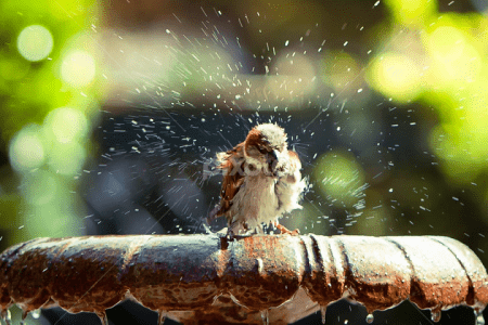 Understanding Bird Shaking: Causes, Common Species, and How to Respond