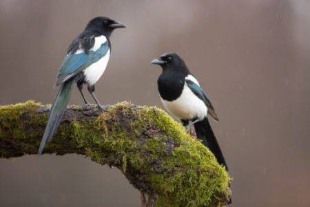 Understanding Magpies' Diet: Do Magpies Eat Other Birds?