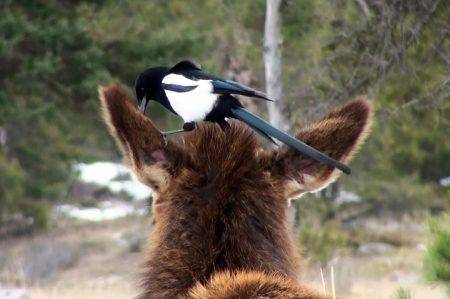 Understanding Magpies' Diet: Do Magpies Eat Other Birds?