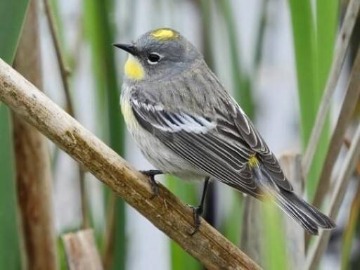 Exploring the Fascinating World of Grey and Yellow Birds: A ...