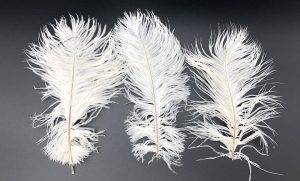 The Comprehensive Guide on How to Clean Feathers: A Step-by-Step Approach