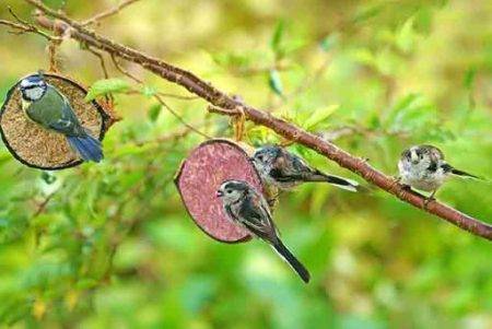 The Enigma of Absent Birds: Unraveling the Mystery of Empty Skies