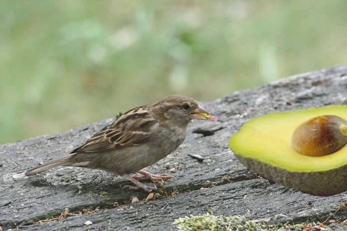 Can Parrots Eat Avocado: 5 Essential Things You Should Know