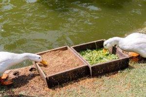 Duck Diets: Can Ducks Eat Canned Corn? Tips for Responsible Feeding