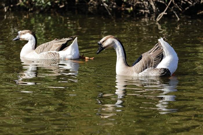 How to Keep a Duck Pond Clean: A Comprehensive Guide to Poultry Hygiene