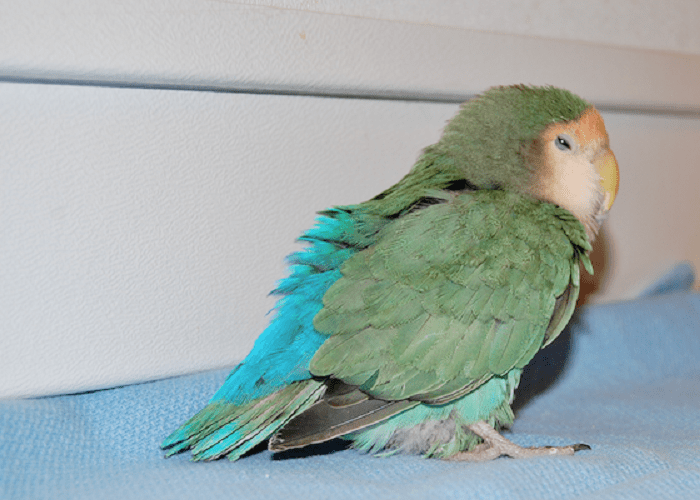 What Causes Wheezing Sounds in Birds? A Guide to Common Respiratory ...