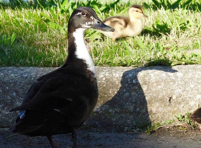 Duck Diets: Can Ducks Eat Canned Corn? Tips for Responsible Feeding