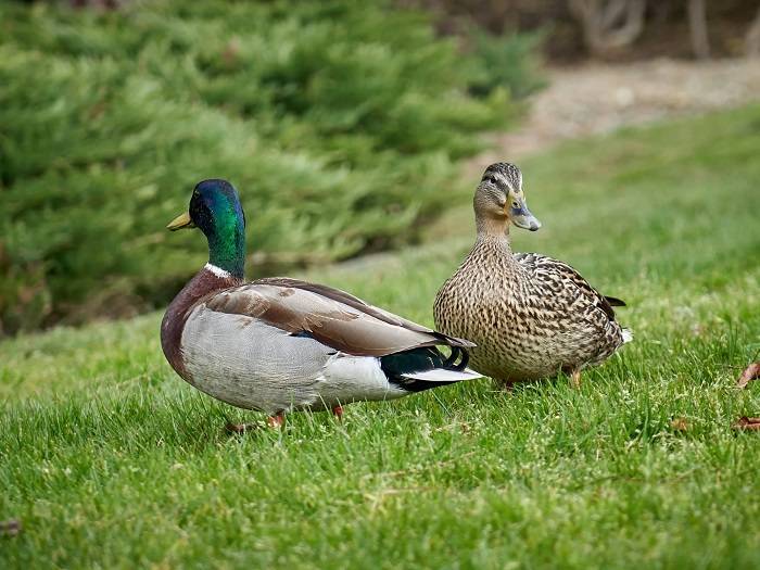Duck Diets: Can Ducks Eat Canned Corn? Tips for Responsible Feeding