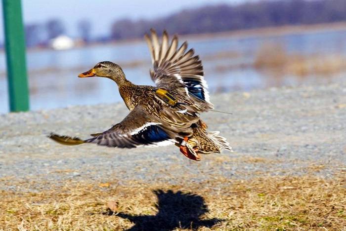 Pet Ducks and Flight: Will They Fly Away? Understanding the Flight ...