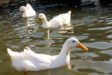 How to Keep a Duck Pond Clean: A Comprehensive Guide to Poultry Hygiene