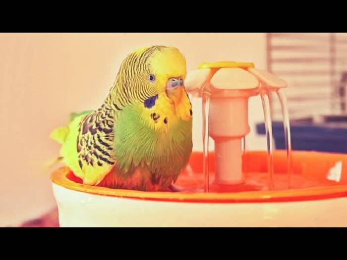 10 Common Questions Answered About Ensuring a Healthy Parrot Bath