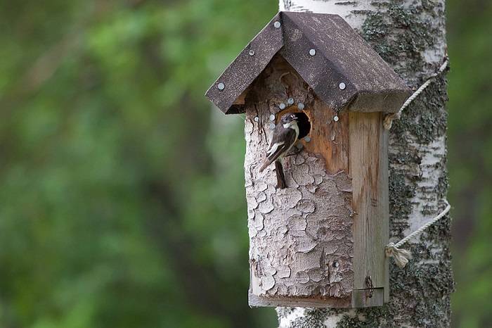 10 Must-Know Guidelines for Providing an Ideal Space with Bird Safe Wood