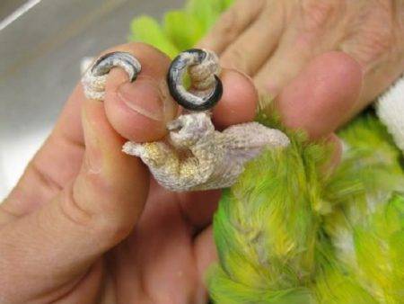 Are Your Bird's Nails Too Long? 5 Steps to Safely Trim Them at Home