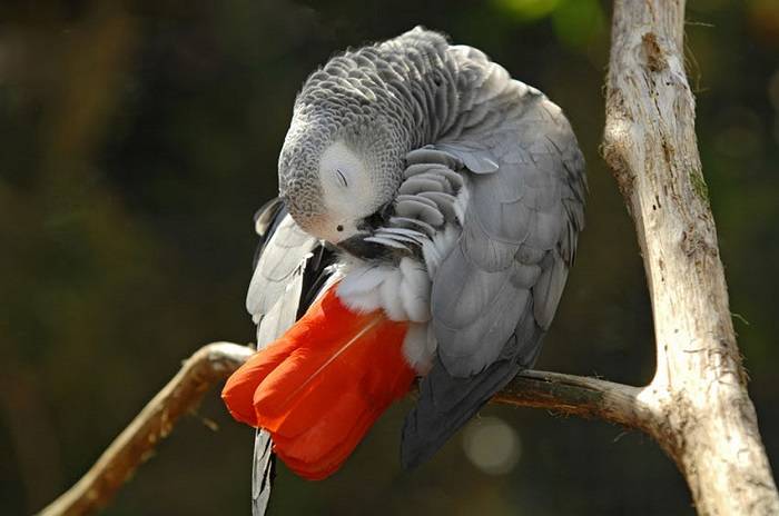 Exploring 10 Common Causes of Bird Itching and Solutions