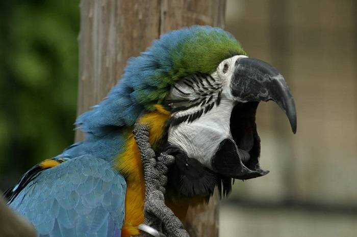 What Causes Wheezing Sounds in Birds? A Guide to Common Respiratory ...