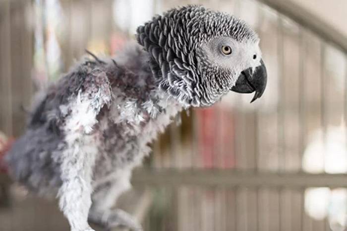 Can Diet Affect Bird Picking? Nutritional Solutions