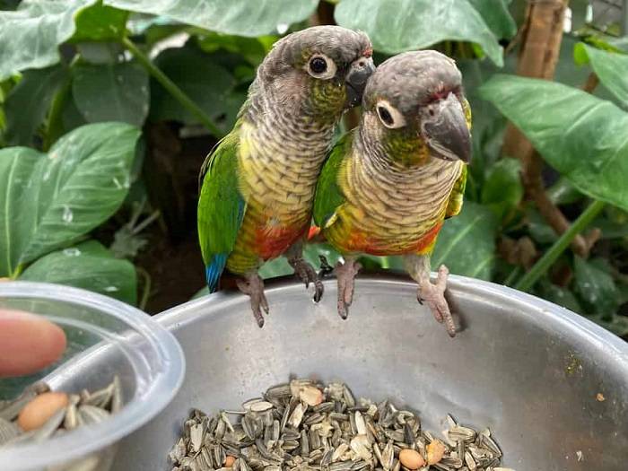 Can Diet and Environment Affect Male Green Cheek Conure Hormonal Behavior?