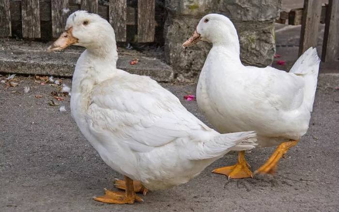 Niacin Deficiency in Ducks: A Guide to Duck Nutrition and Well-being