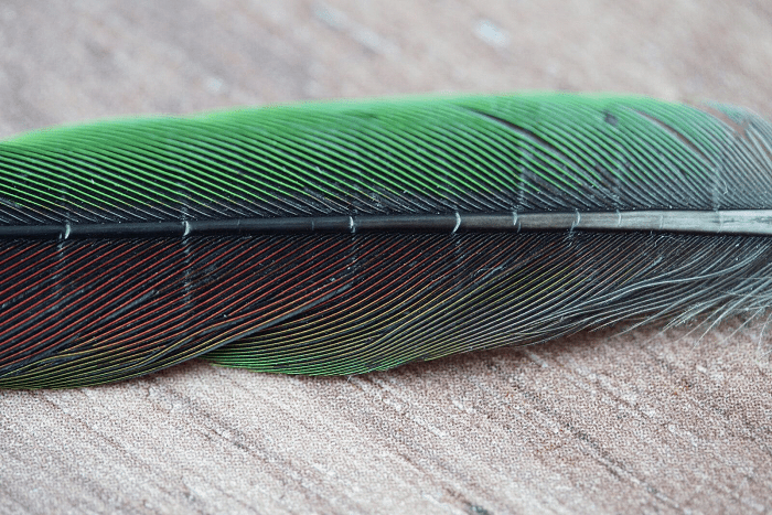 What Are Stress Bars on Feathers and Why Do Birds Have Them? Top 7 Insights