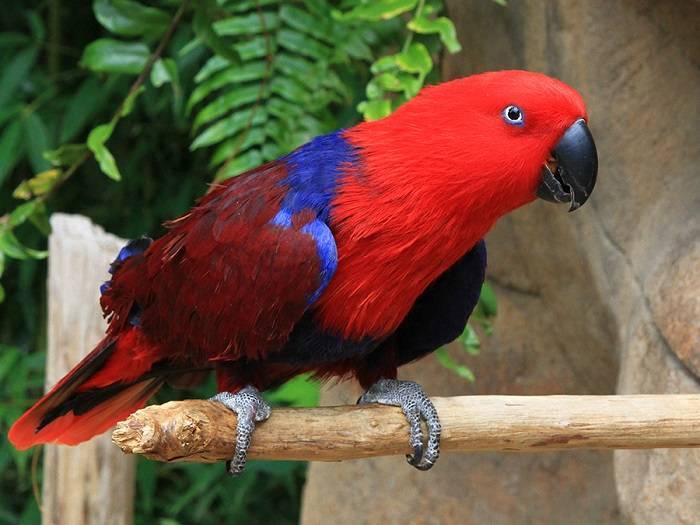 What Are the Main Challenges in Eclectus Parrot Diets? Overcoming ...
