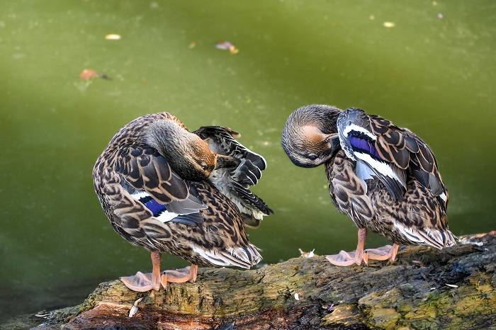 How to Keep a Duck Pond Clean: A Comprehensive Guide to Poultry Hygiene