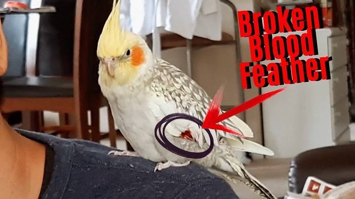 9 Must-Know Facts on Whether a Blood Feather Heals on Its Own