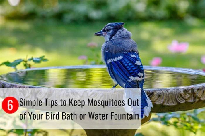 How to Calm a Bird Down – Professional Techniques for a Peaceful Pet