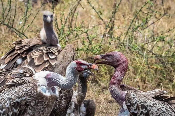 Do Vultures Have Teeth? Let's Find Out