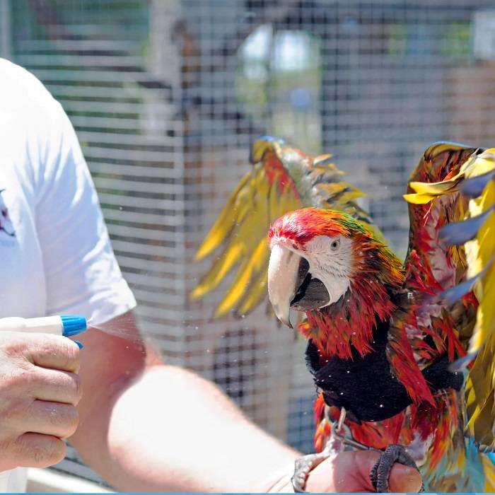 How to Select and Apply Anti-Itch Treatment for Birds