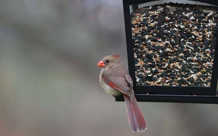 8 Tried-and-Tested Picks for the Best Cardinal Food