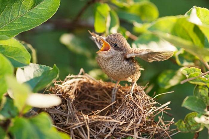 Understanding Avian Terminology: What is a Young Bird Called?