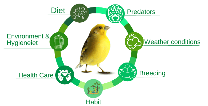 Exploring the Lifespan of Canaries: How Long Can These Beloved Birds Live?