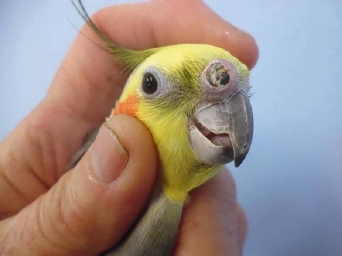 How to Spot and Address Parakeet Eye Infections – 5 Essential Tips