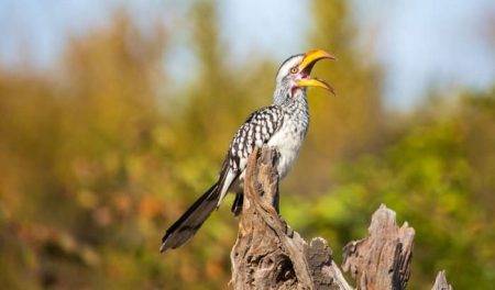 Unveiling the Avian Identity of Zazu: What Bird Species Is Disney's ...