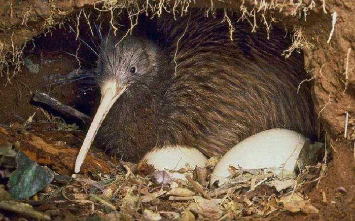 Exploring Egg-Laying Animals Beyond Birds: A Fascinating Journey into ...