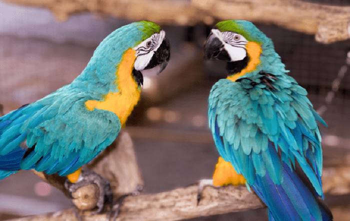 8 Ways to Keep Your Parrot's Heart in Top Shape
