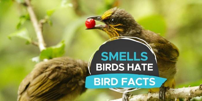 Understanding Avian Sensitivity: What Smells Do Birds Hate?