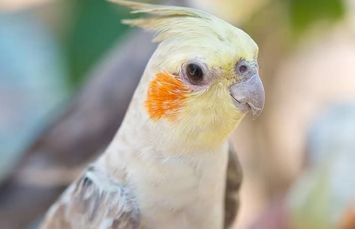 Understanding Common Issues Leading to Unhealthy Cockatiel Feathers