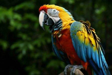 Rainbow Bird: 10 Fascinating Painted Bunting Facts